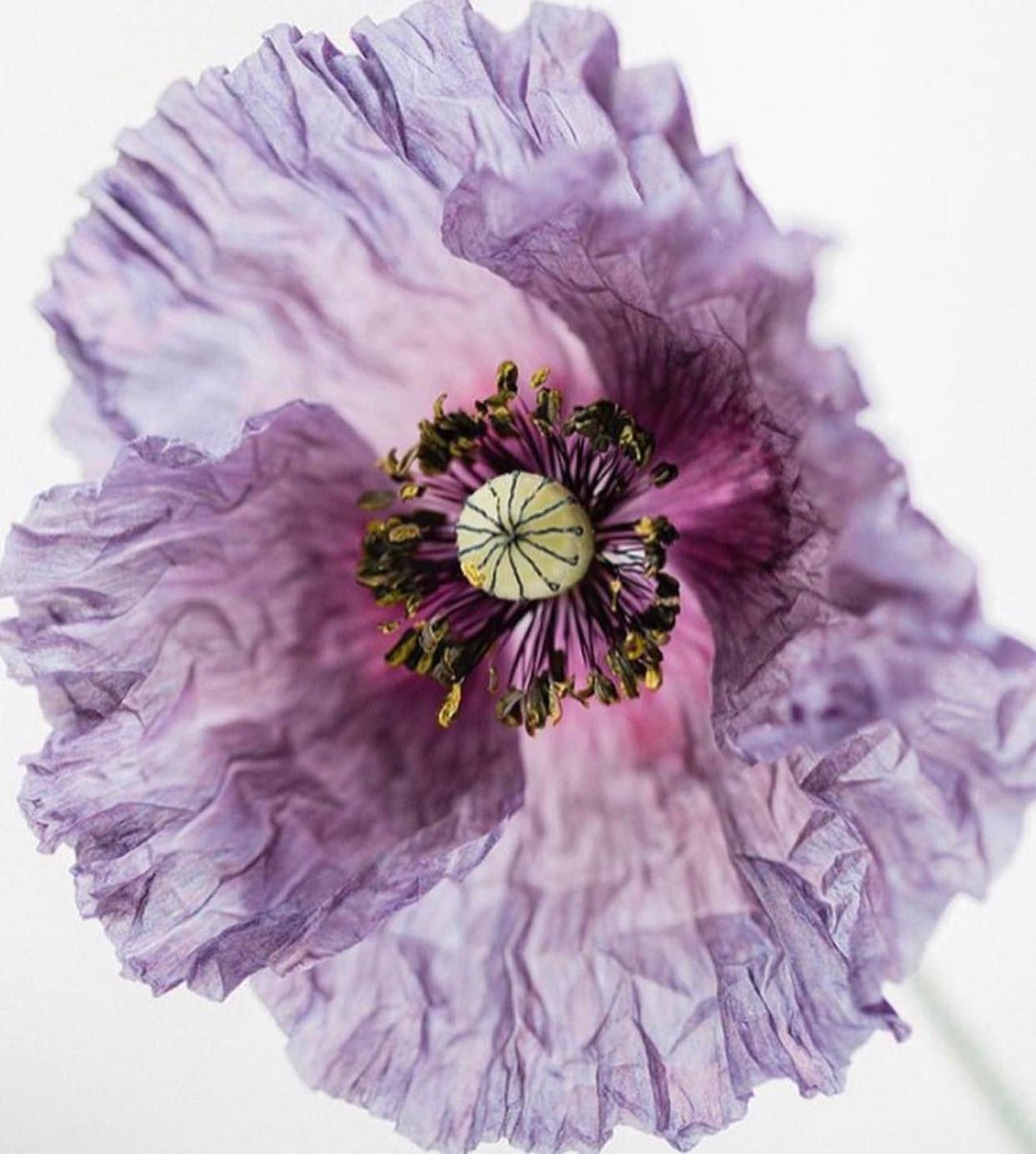 Poppy "amazing Grey" 30 Seeds - Etsy