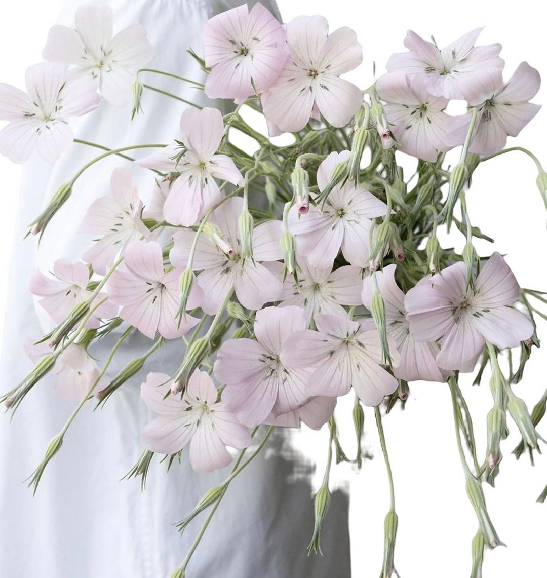 Corn Cockle Agrostemma PINK PEARLS - Etsy