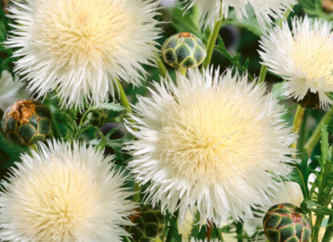 Sweet Sultan Imperialis 'the Bride' - Etsy