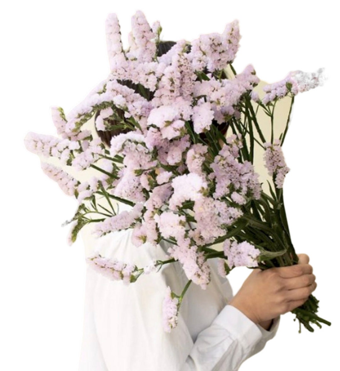 STATICE - Rose/light Pink- 30/pkt - Etsy