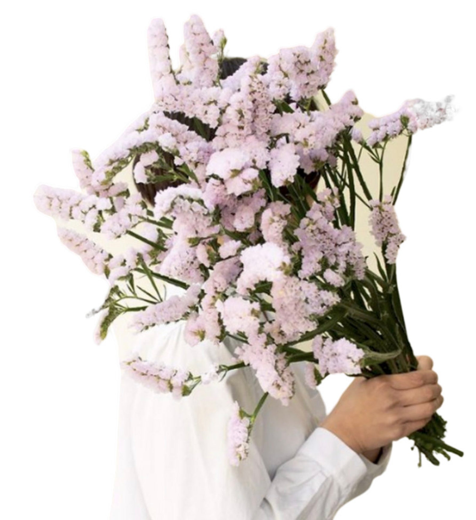 STATICE - Rose/light Pink- 30/pkt - Etsy