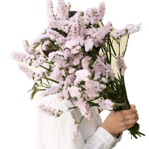 STATICE - Rose/light Pink- 30/pkt - Etsy