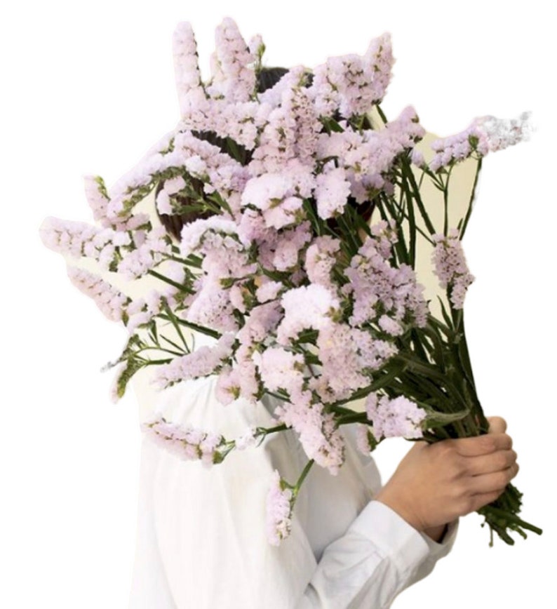 STATICE - Rose/light Pink- 30/pkt - Etsy