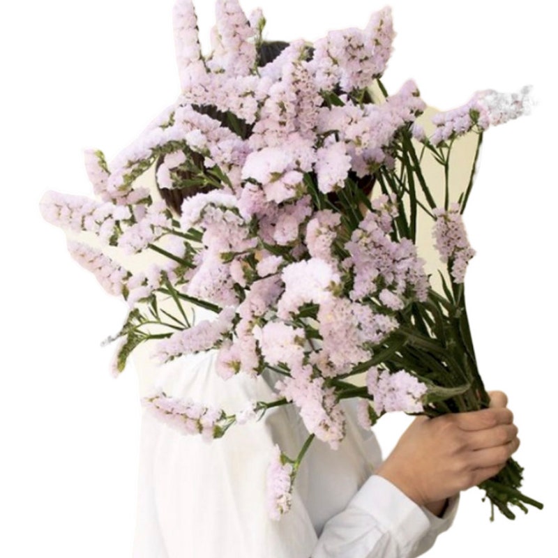 Statice Seeds - Etsy