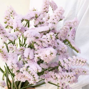 STATICE - Rose/light Pink- 30/pkt - Etsy