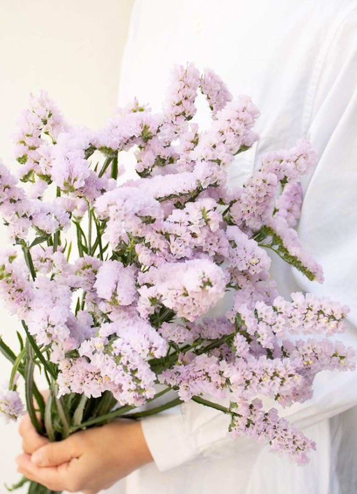 STATICE Light Pink 30/pkt - Etsy