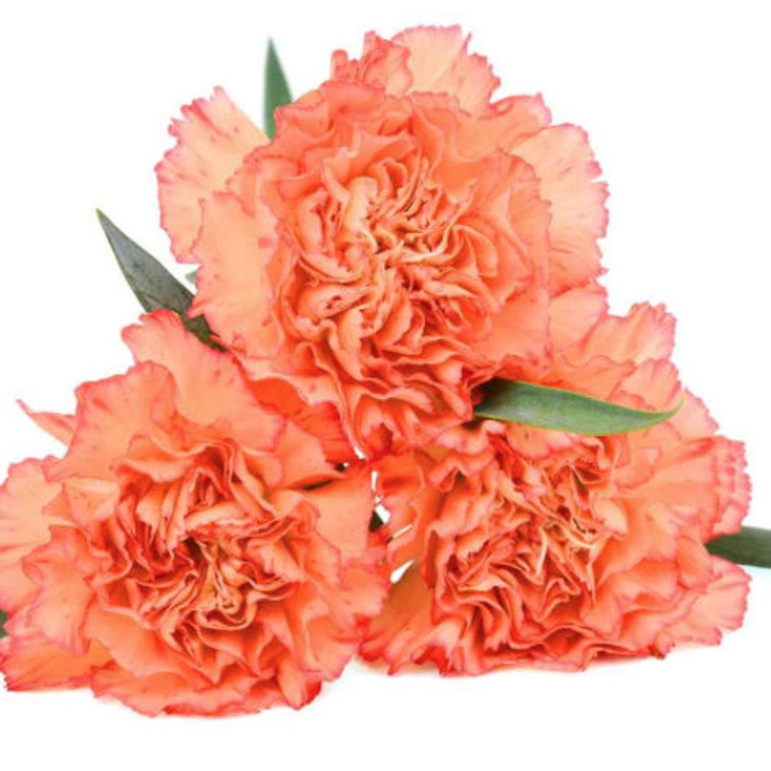 French Heirloom CARNATION-ORANGE- 30/pkt - Etsy