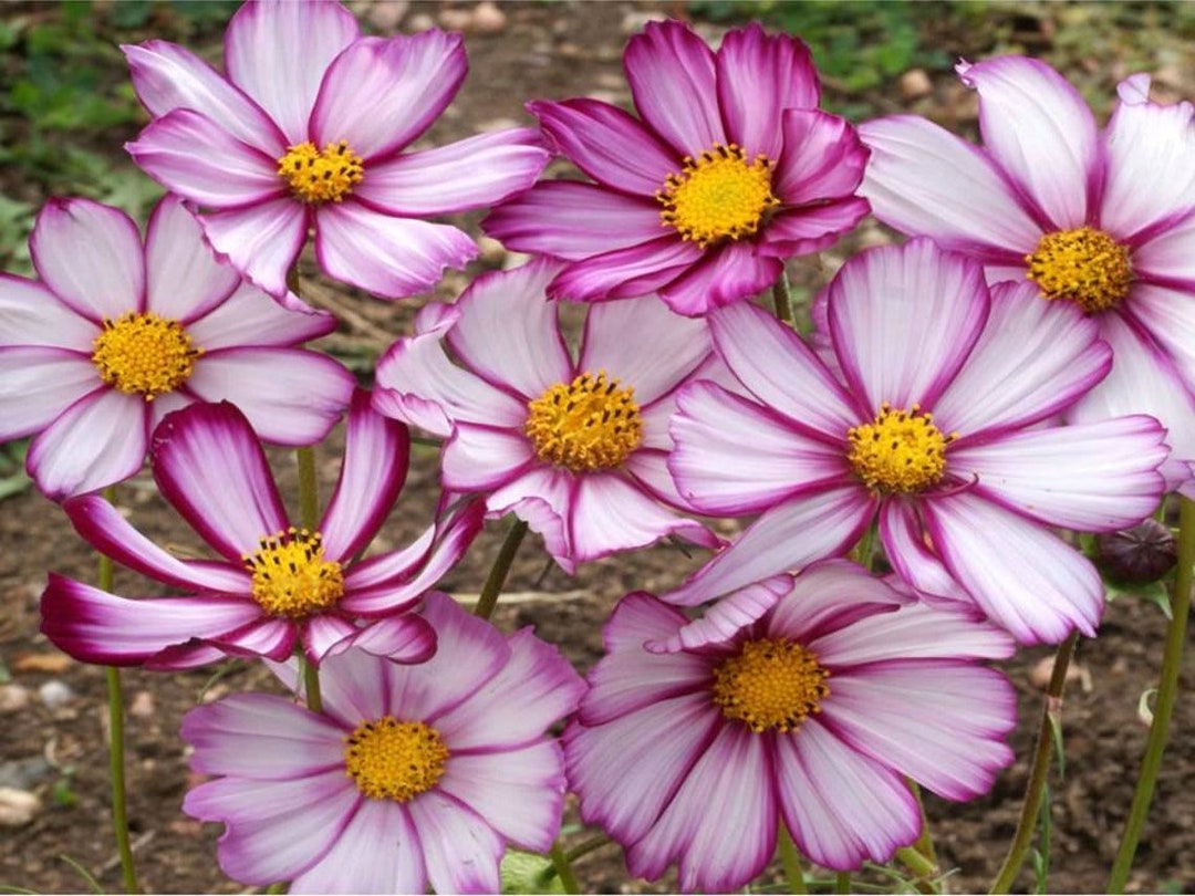 Cosmos Sensation Picotee Seeds 30 Seeds/pkt - Etsy