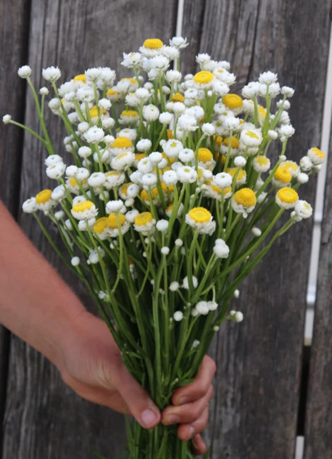 Winged Everlasting Flower ( Ammobium ) 30 Seeds/ Pkt - Cut Flower ...