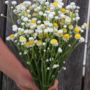 Winged Everlasting Flower ( Ammobium ) 30 Seeds/ Pkt - Cut Flower ...