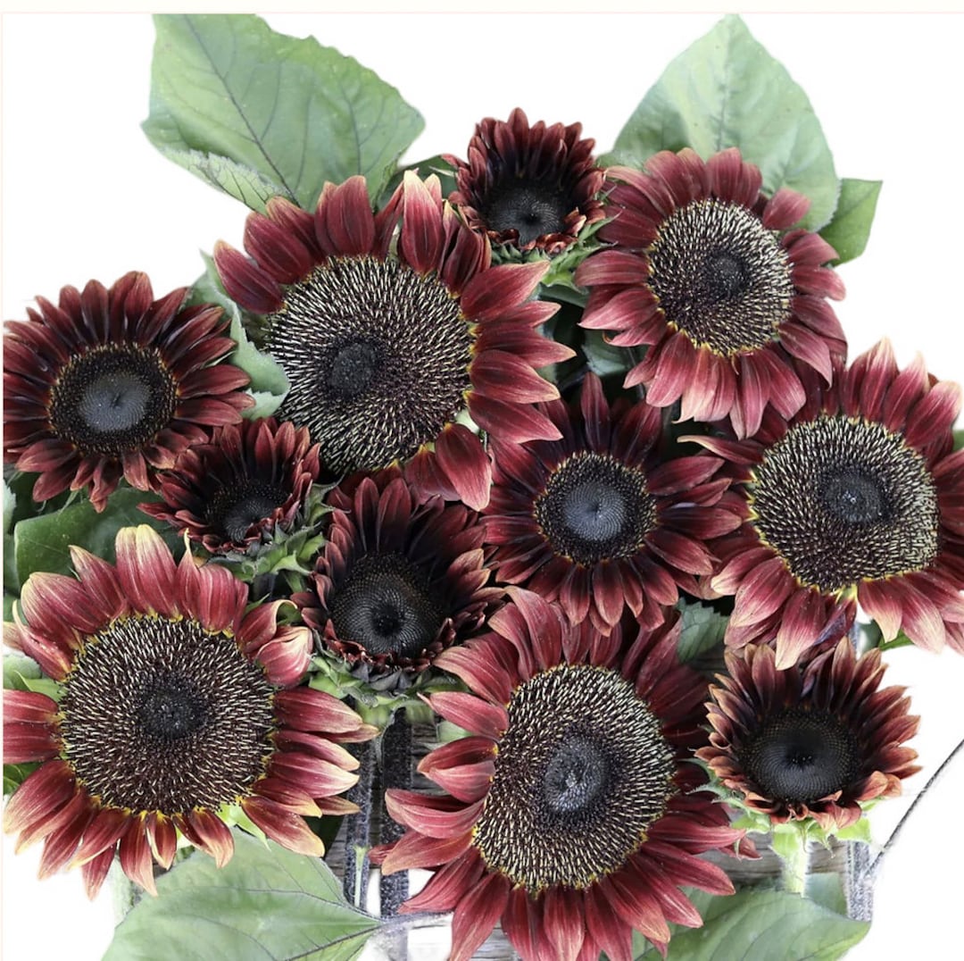 Sunflower "pro Cut Red" 20 Seeds - Etsy