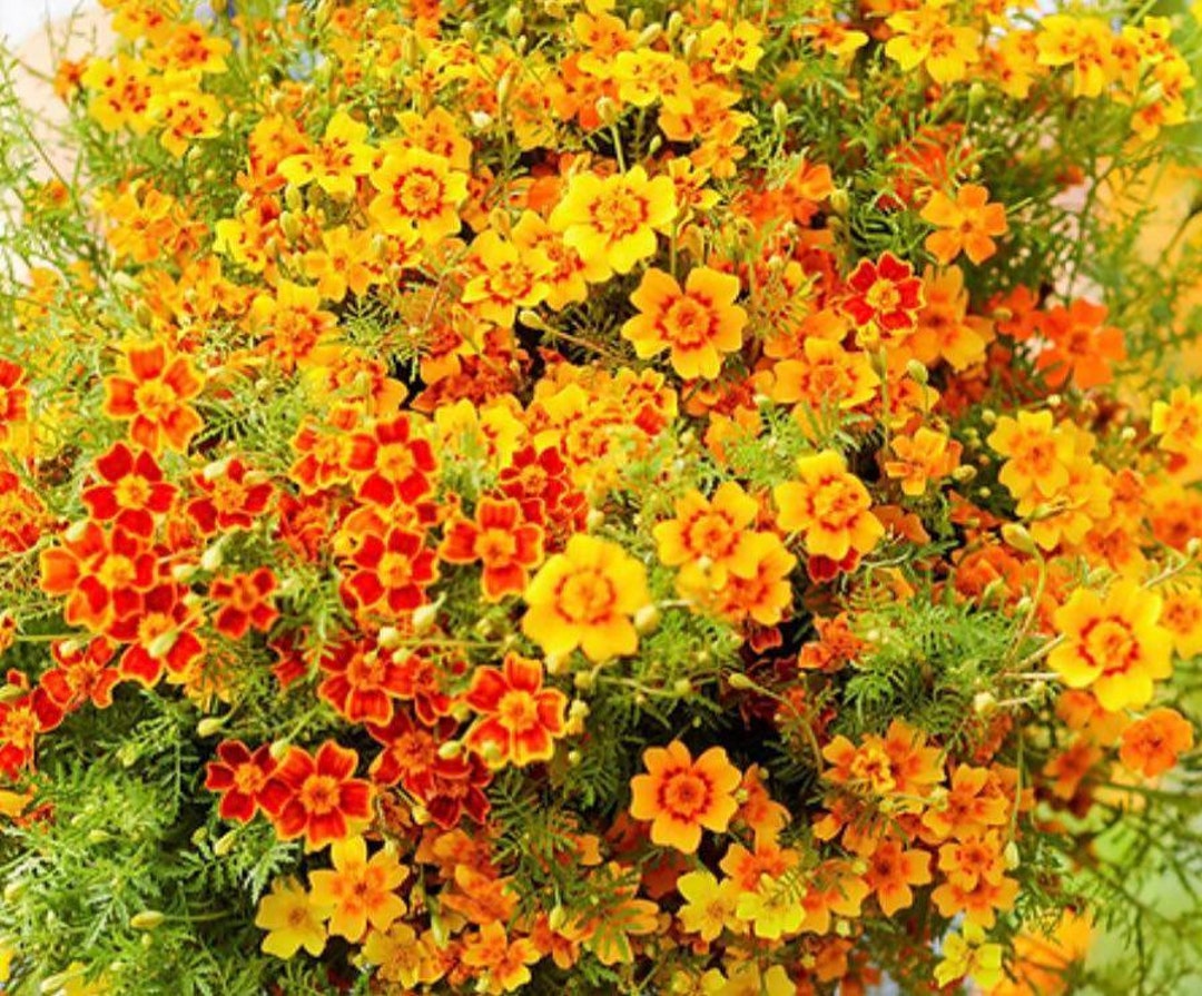 Marigold 'starfire Mix ' - Etsy