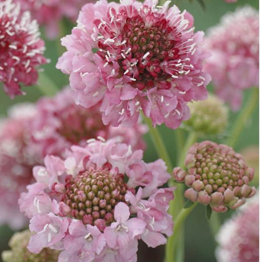 SCABIOSA Salmon Queen 30 Seeds/pkt - Etsy