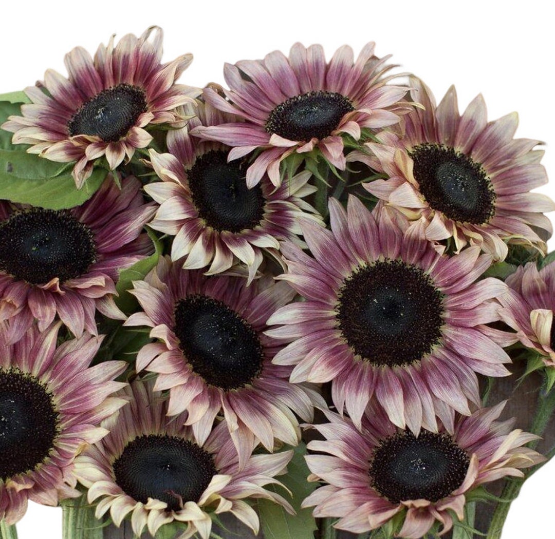 Sunflower 'cherry Rose ' - Etsy