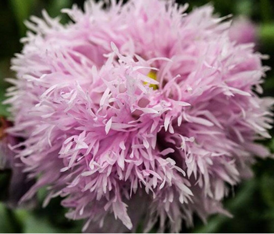 LILAC POMPOM POPPY 30 Seeds - Etsy