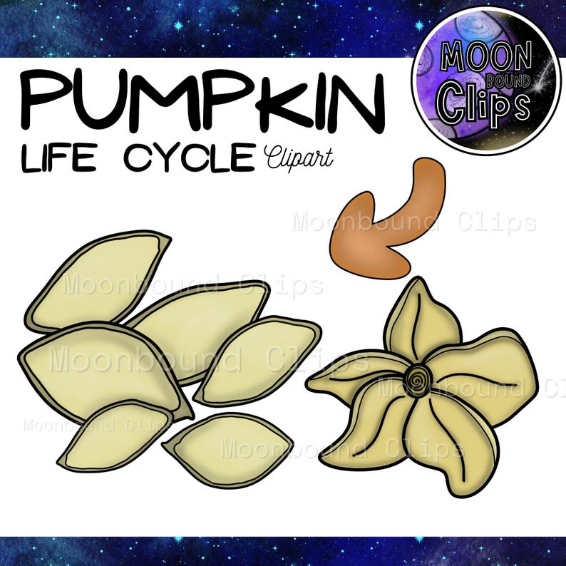 Pumpkin Life Cycle Clip Art, Pumpkin Science Clipart, Instant Download ...
