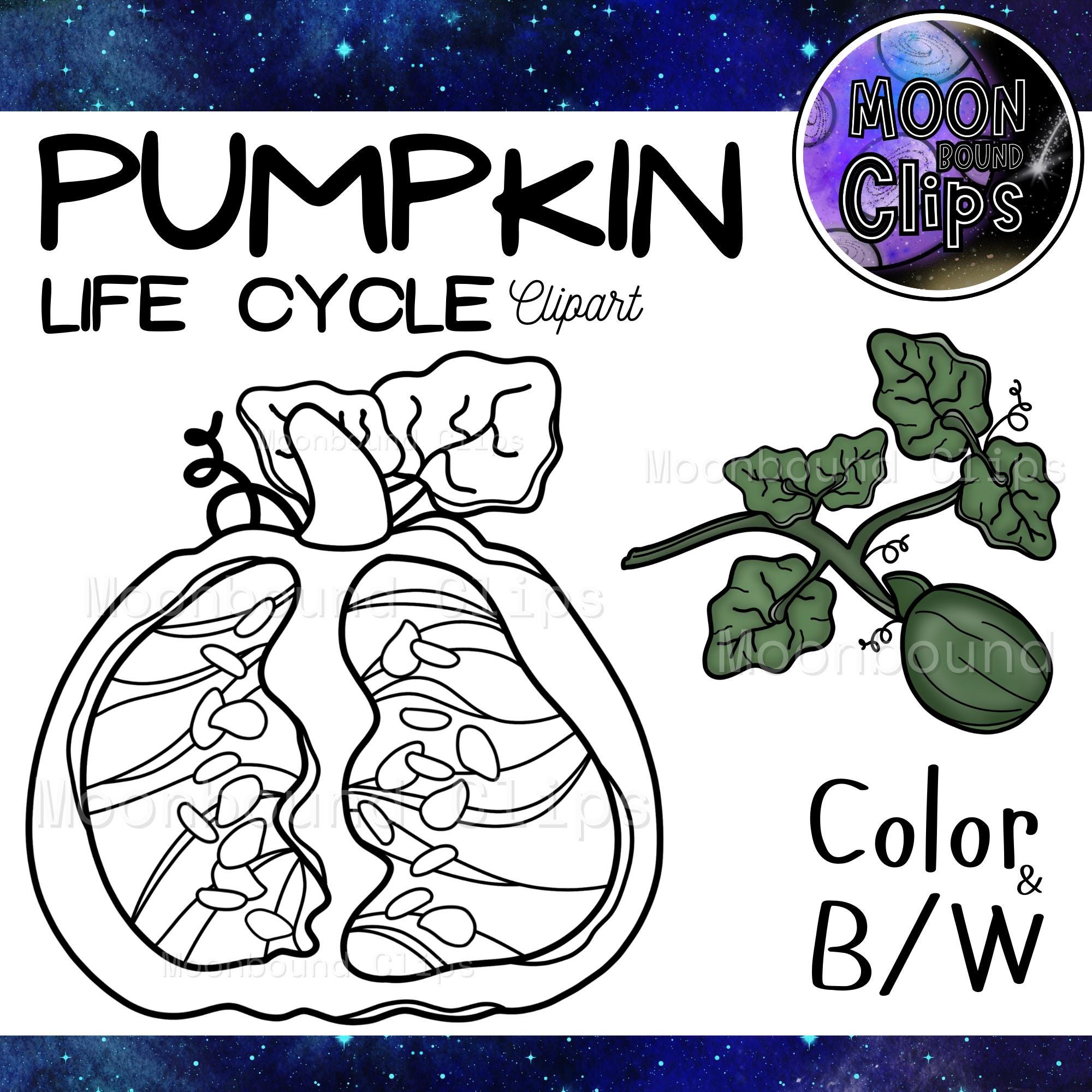 Pumpkin Life Cycle Clip Art, Pumpkin Science Clipart, Instant Download ...