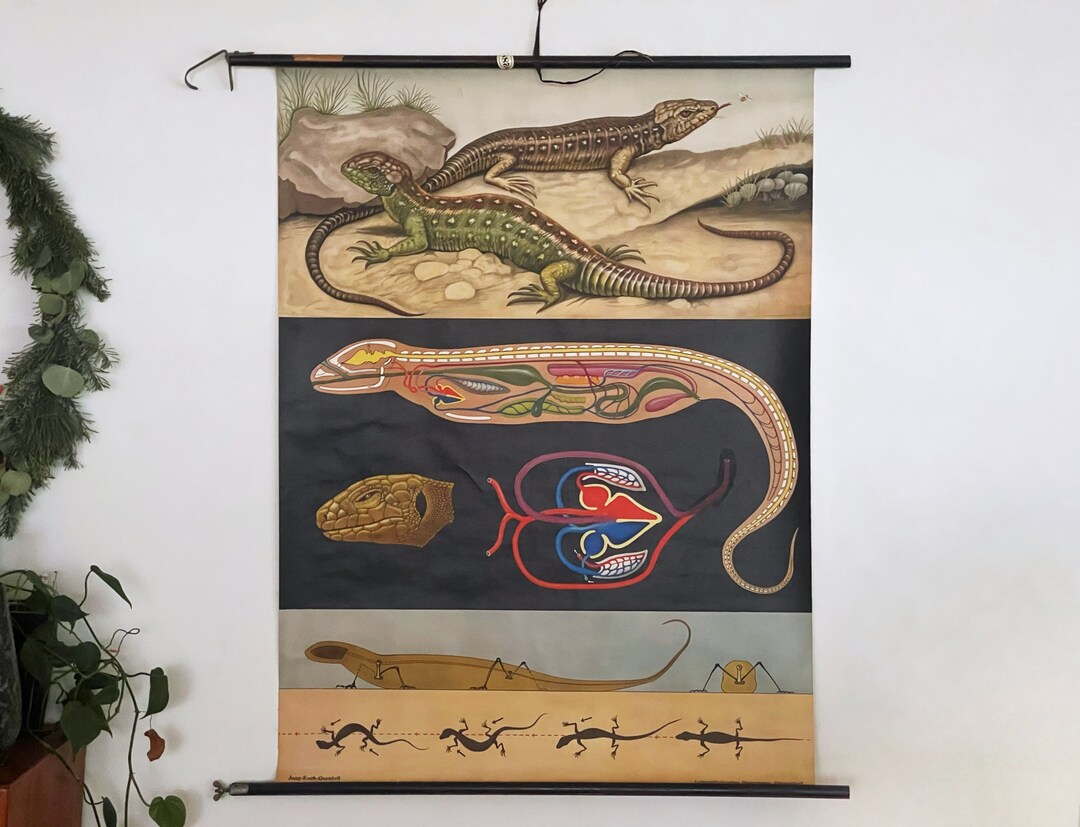 Vintage Roll Map, School Wall Map: Sand Lizard - Etsy