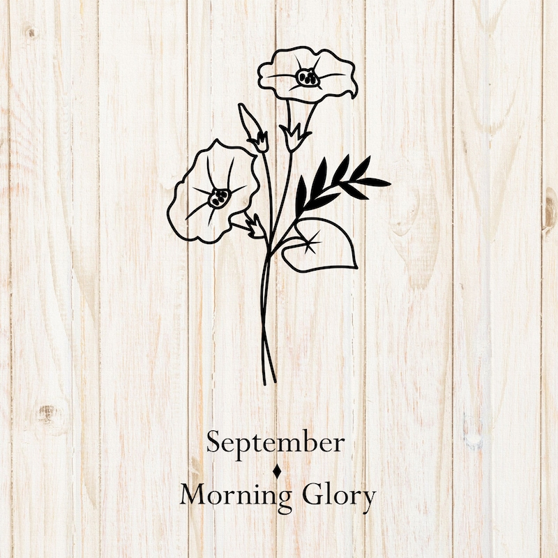 Morning Glory Miniature - Etsy