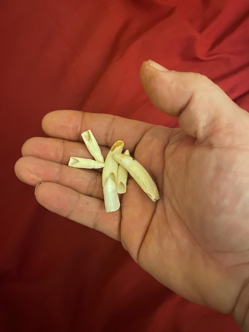 Real Gator Teeth for Crafts and Learning (THREE Teeth per Order ...