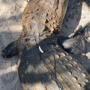 Gator Tooth Necklace regular Size - Etsy