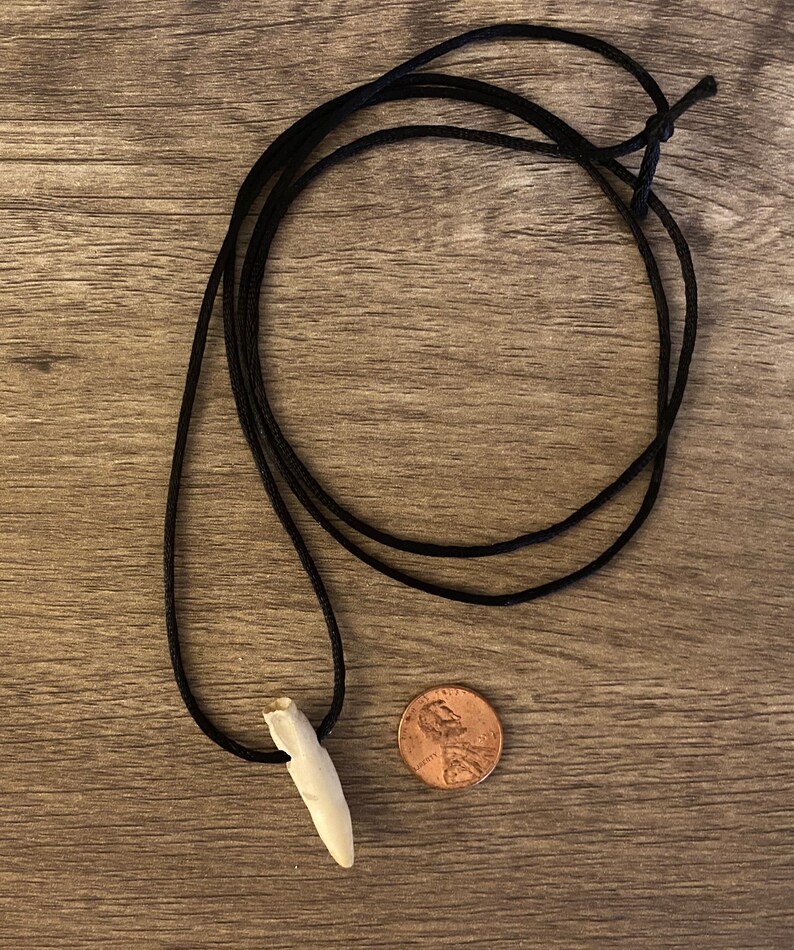 Gator Tooth Necklace regular Size - Etsy
