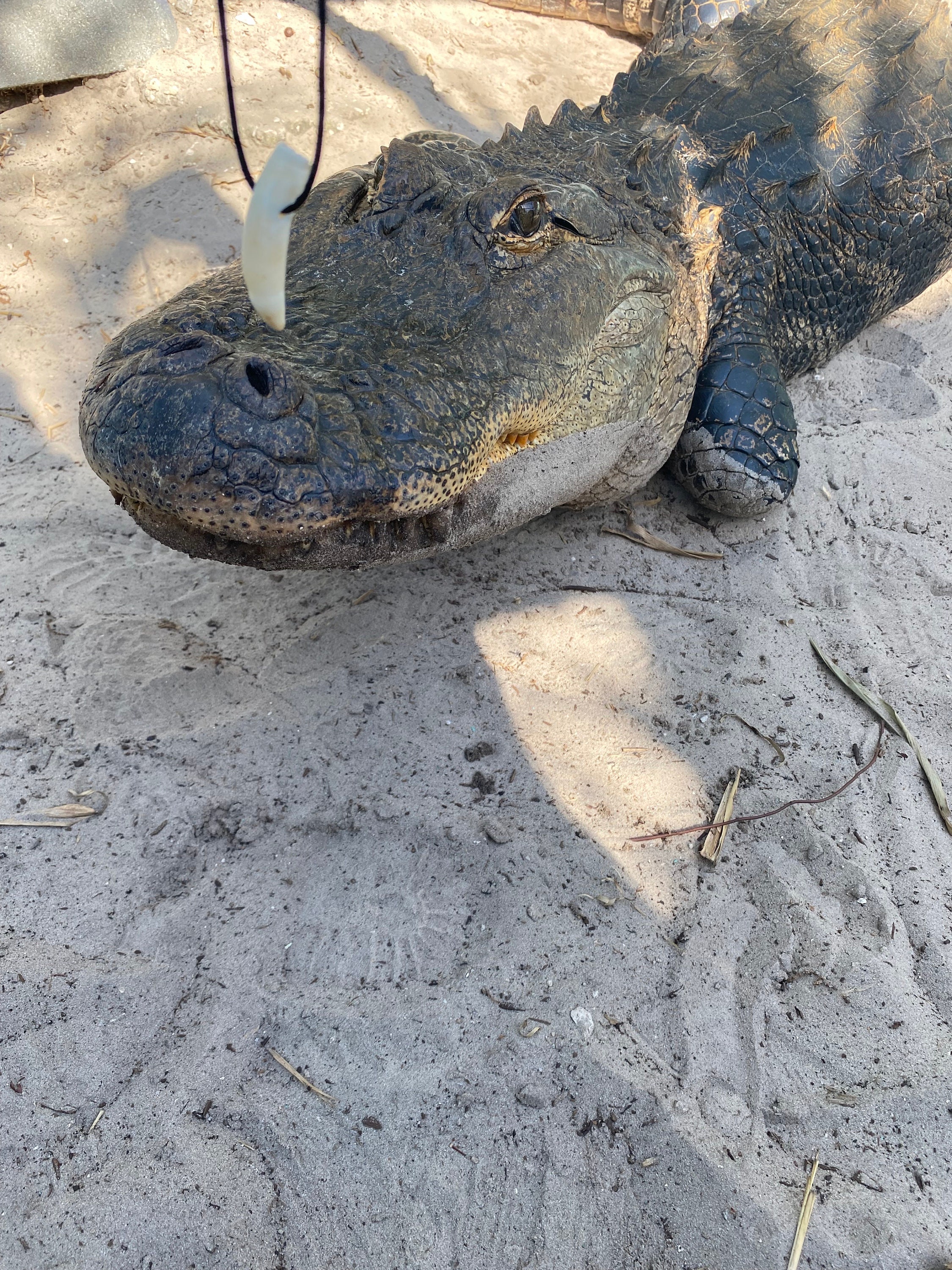 Gator Tooth Necklace regular Size - Etsy