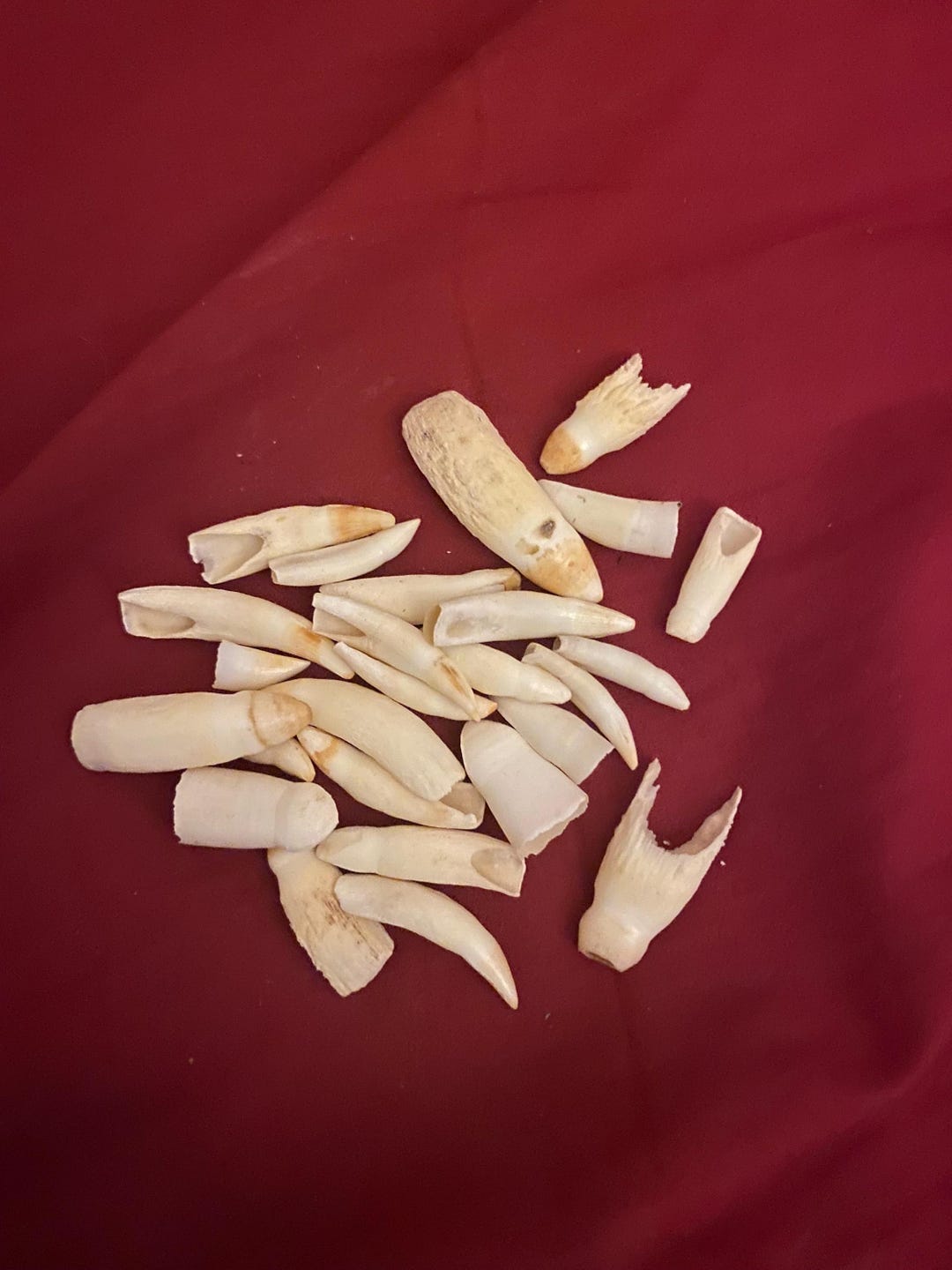 Real Gator Teeth for Crafts and Learning (THREE Teeth per Order!) - Etsy