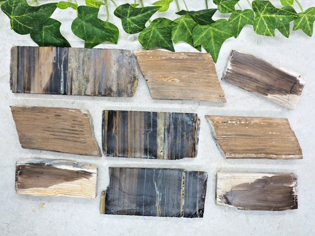 Petrified Wood Rough Cut Slab Lapidary Material - Etsy
