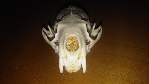 Xl American Mink Skull - Etsy