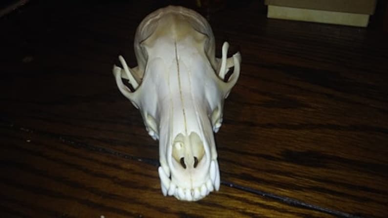 Red Fox Skull - Etsy