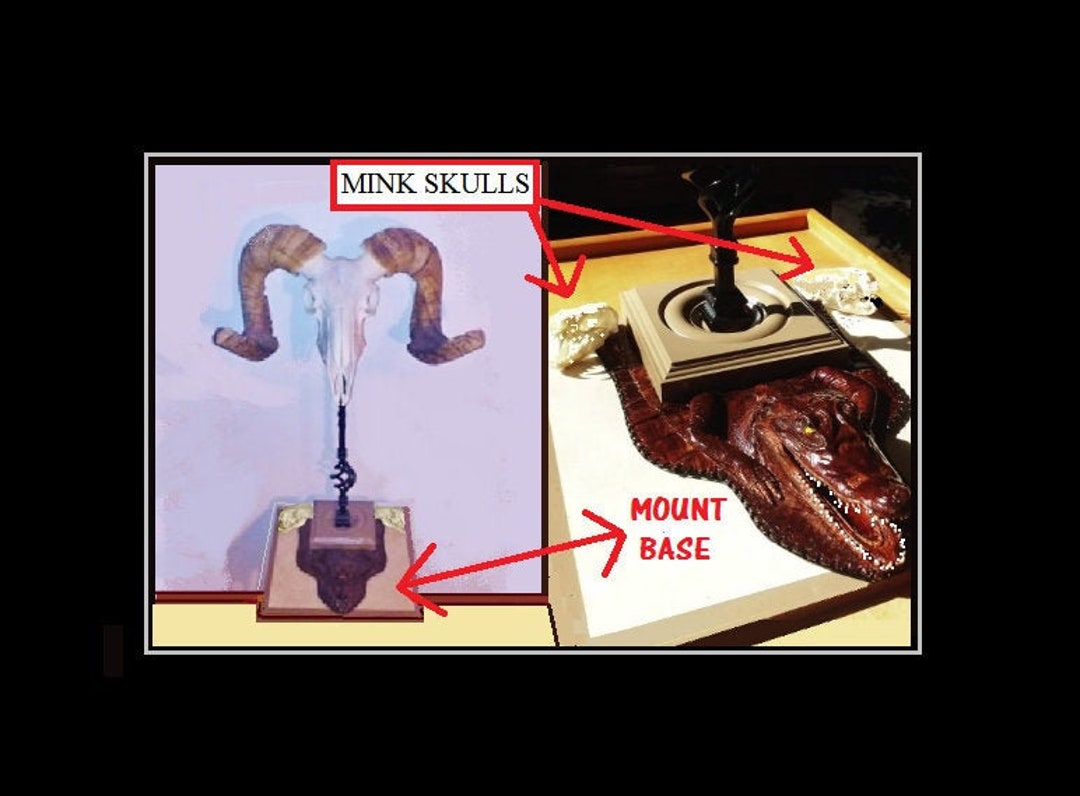 African Ram Skull Taxidermy Art Piece Mount - Etsy