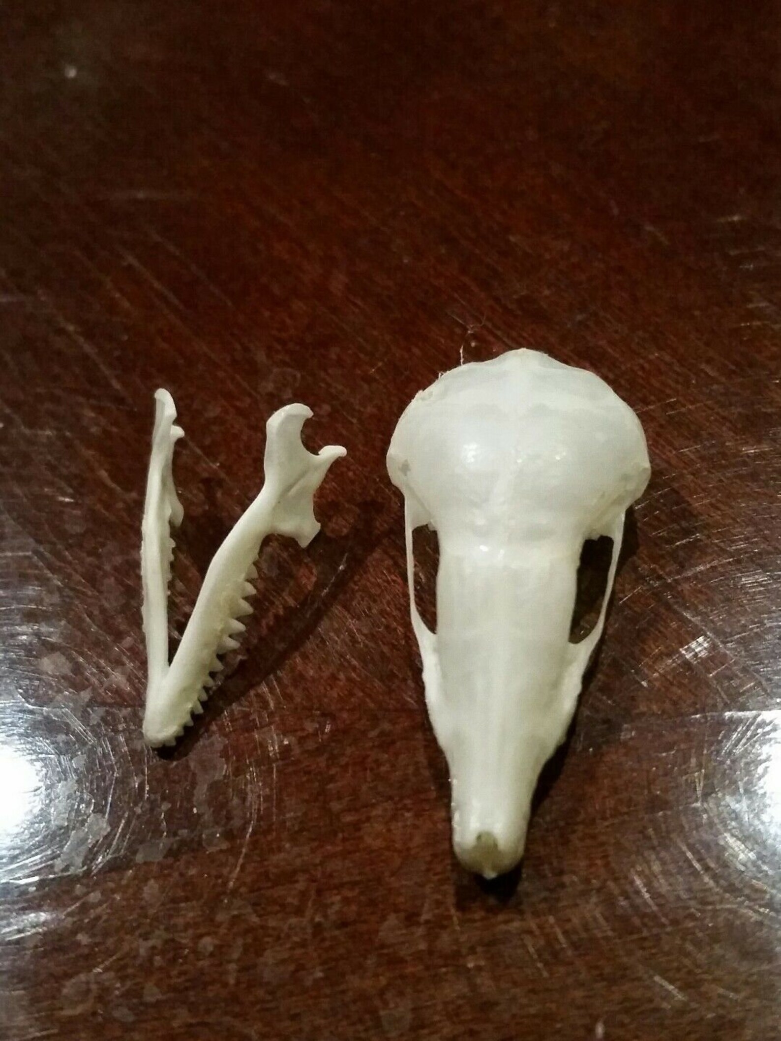 Real Authentic Coast Mole scapanus Orarius Skull - Etsy