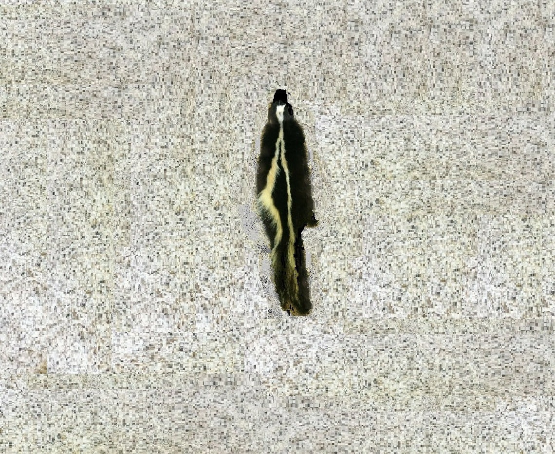 Real Tanned Complete Winter Canadian Skunk Hide/ Pelt - Etsy