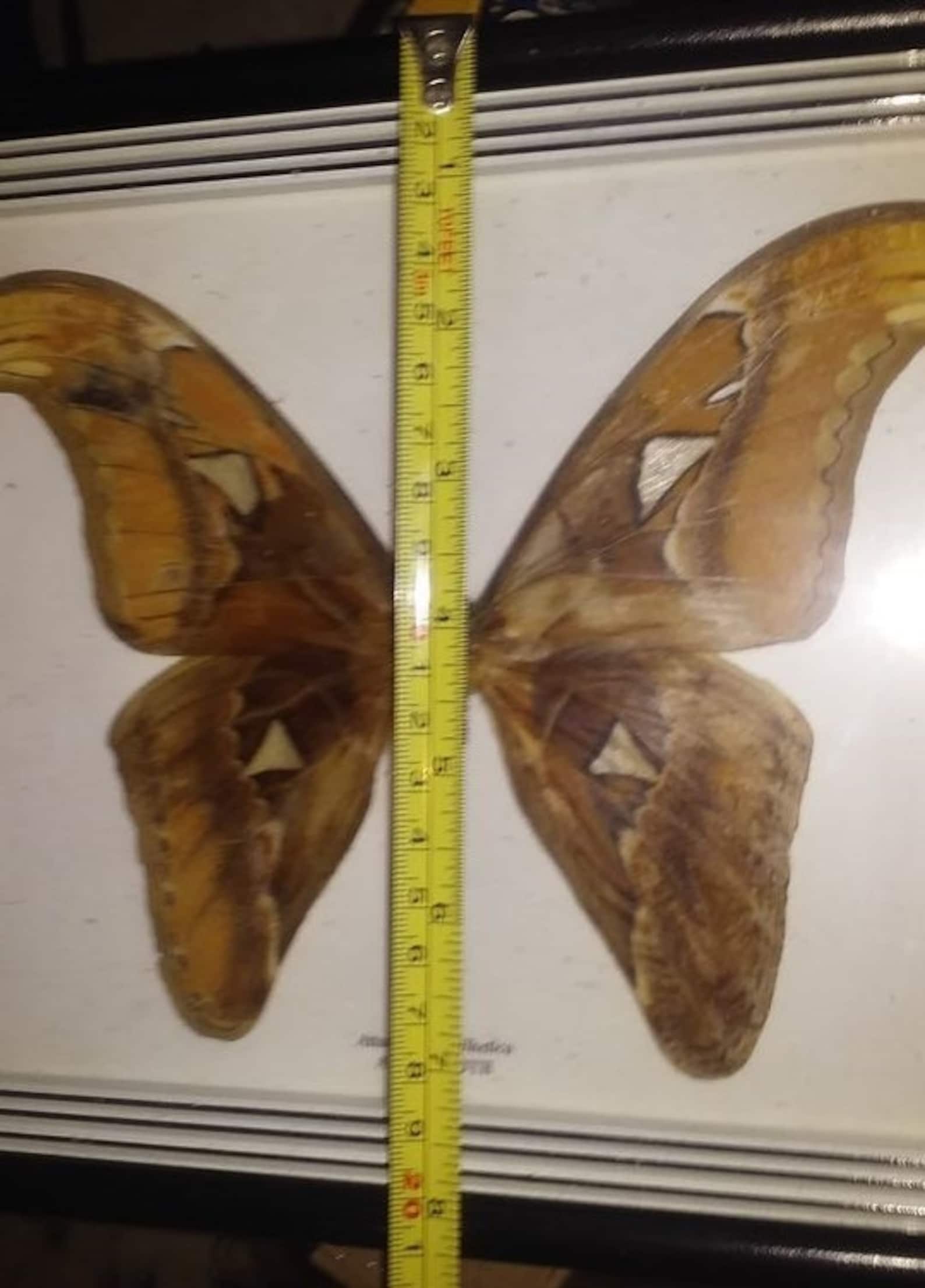 Atlas Moth Taxidermy, Worlds Largest Moth! - Etsy