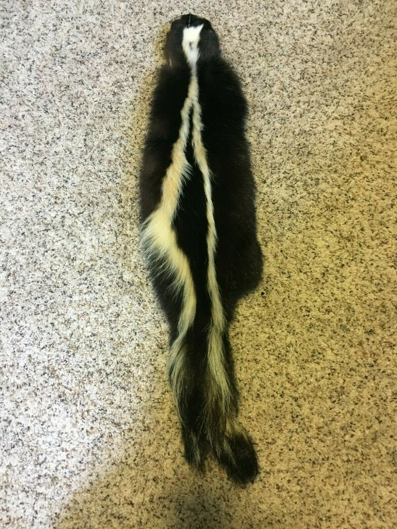 Real Tanned, Complete, Winter Canadian Skunk Hide/ Pelt - Etsy