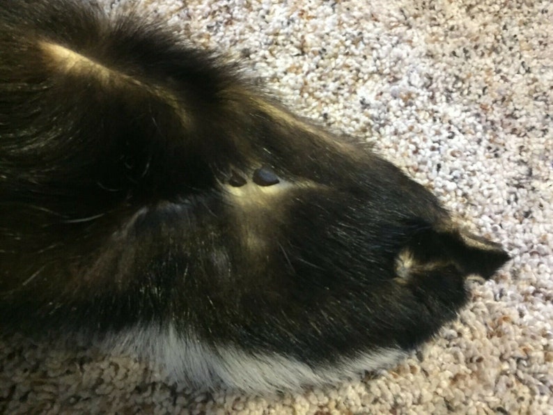 Real Tanned, Complete, Winter Canadian Skunk Hide/ Pelt - Etsy