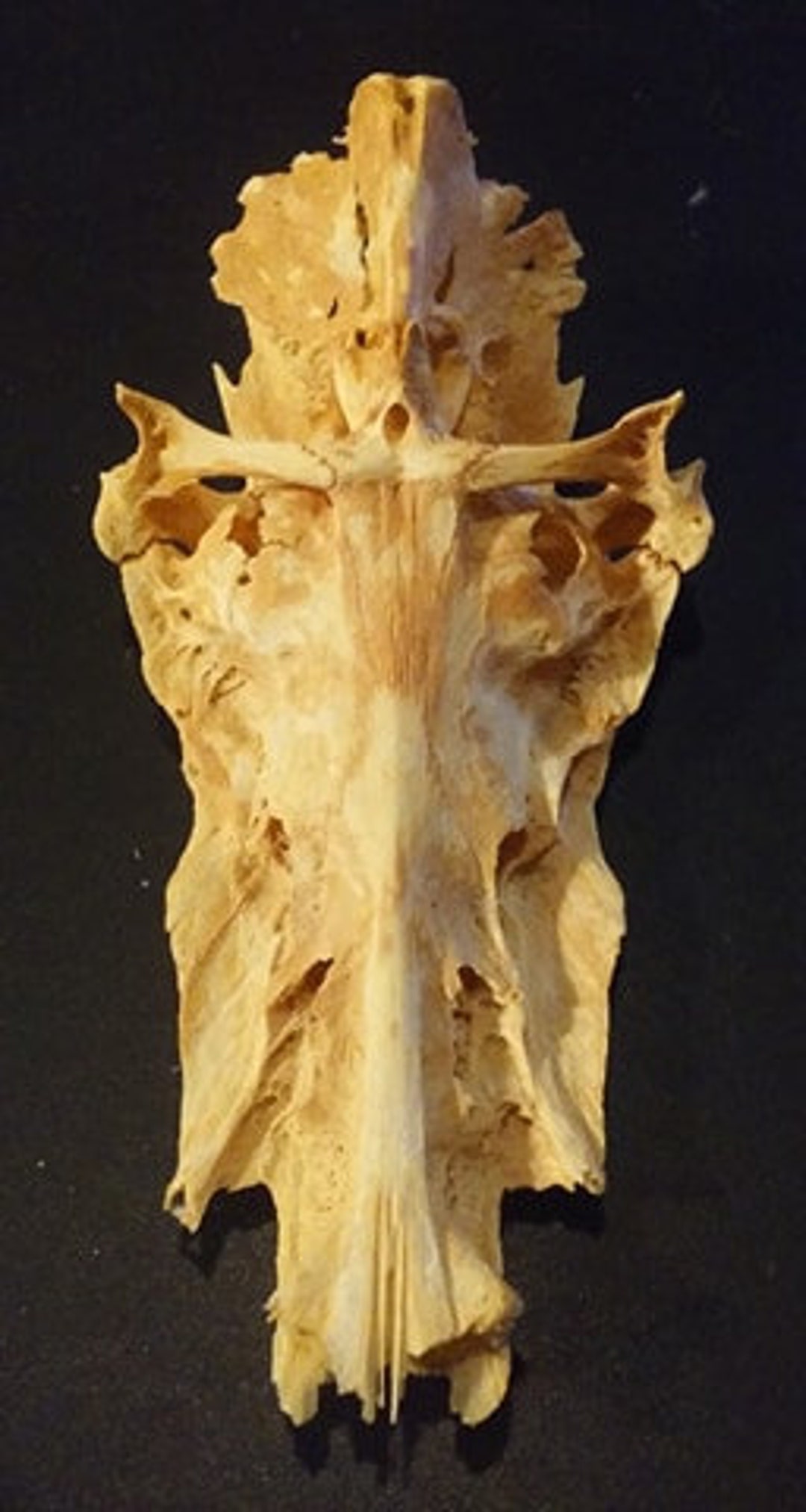 Vintage Jesus Crucifix Fish Skull! - Etsy