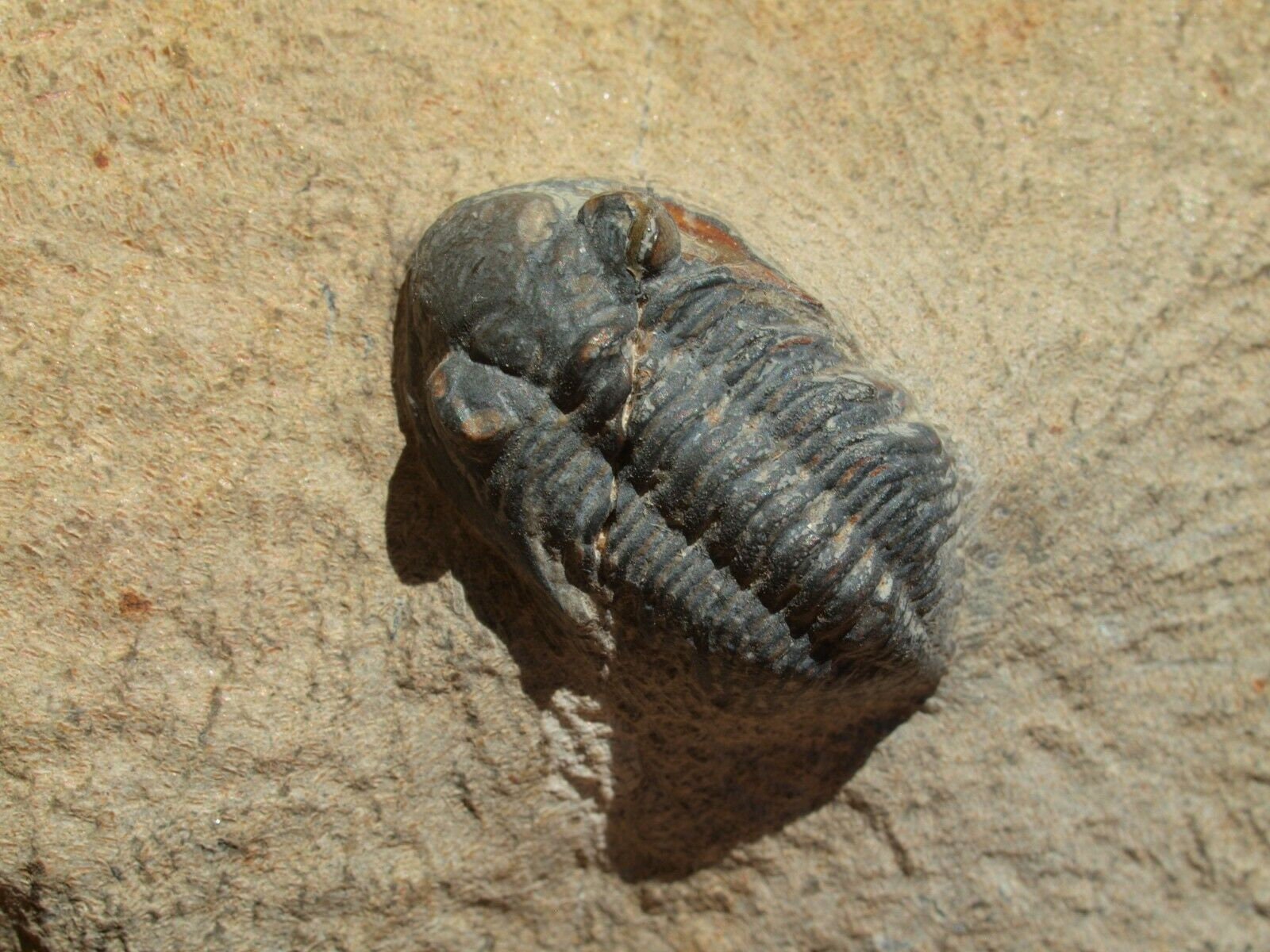 Real Trilobite Collection Asaphellus Priscus Hollardops - Etsy