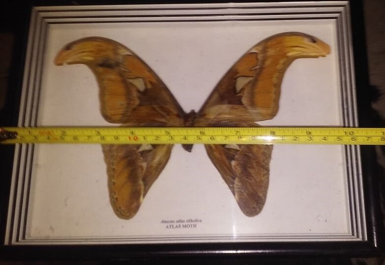Atlas Moth Taxidermy Worlds Largest Moth | Etsy