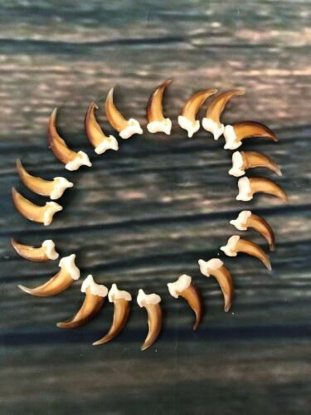20 Real Coyote Claws! - Etsy