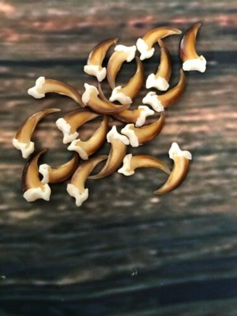 20 Real Coyote Claws! - Etsy