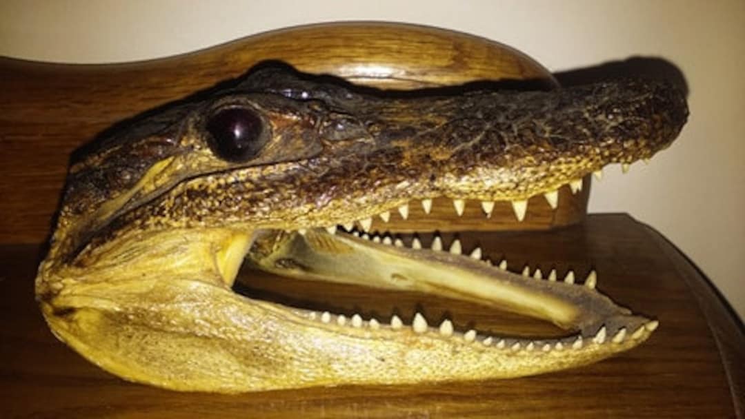 Real Taxidermied Alligator Head! - Etsy