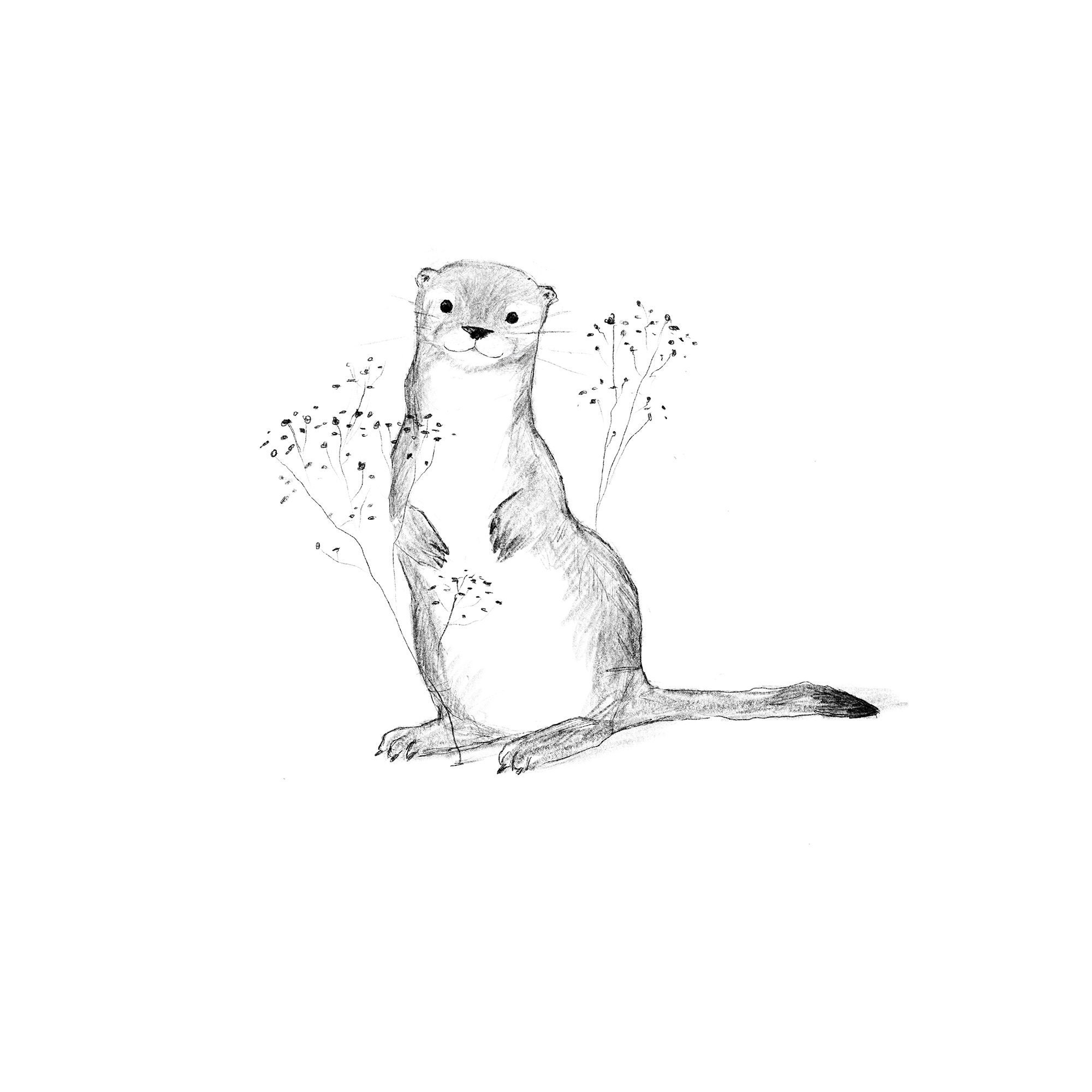 Dibujo De Nutria Nutria Chiquita #nutrias #drawing #dibujando #dibujo