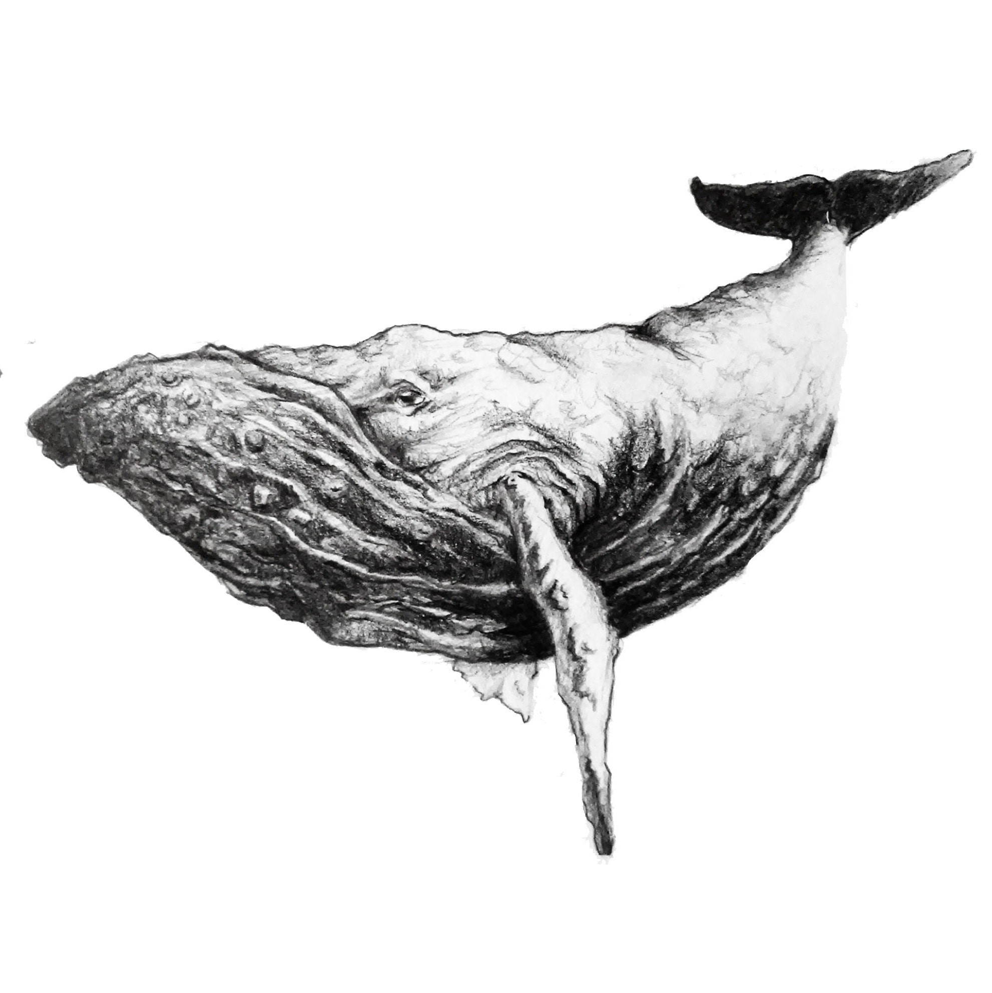 Ilustración De Ballena, Ideas Para Regalo, Dibujo En Blanco Y Negro ...