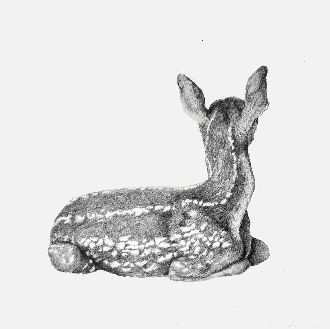 Ilustración De Ciervo, Ideas Para Regalo, Dibujo En Blanco Y Negro ...