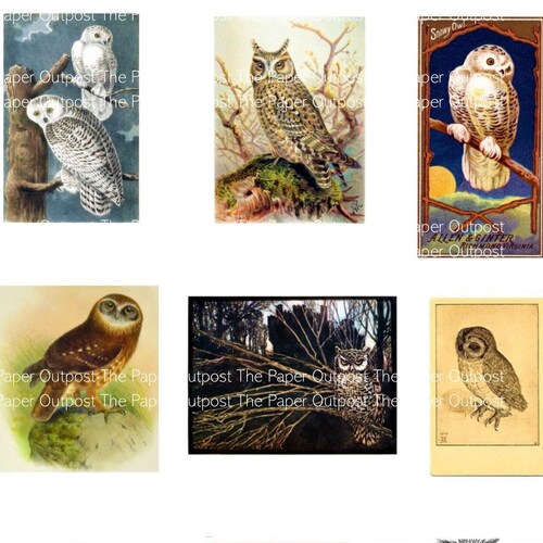 Bird Illustrations Digikit Digital Printable Kit Digital Kit | Etsy