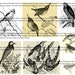 Birds Black & White Birds Tonal Digital Printable Kit Digital Kit Digi ...