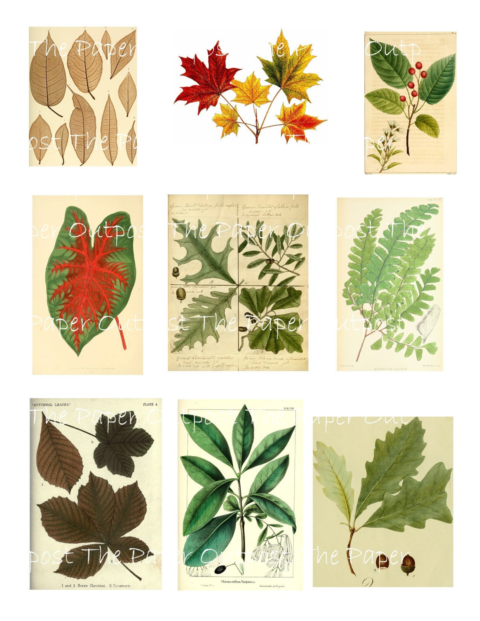 Leaves of Nature Digikit Digital Printable Kit Digital Kit | Etsy