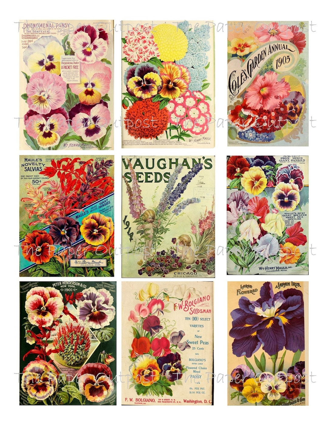 PANSY FLOWER Paradise Printable Digital Download Printable Image ...